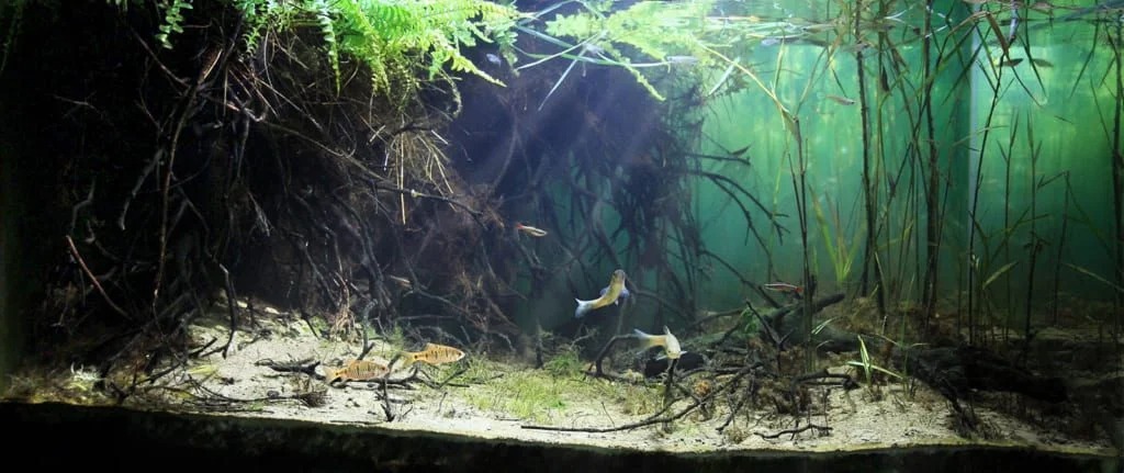 HỆ BIOTOPE LÀ GÌ? NHỮNG NGUYÊN TẮC VÀNG TRONG BIOTOPE