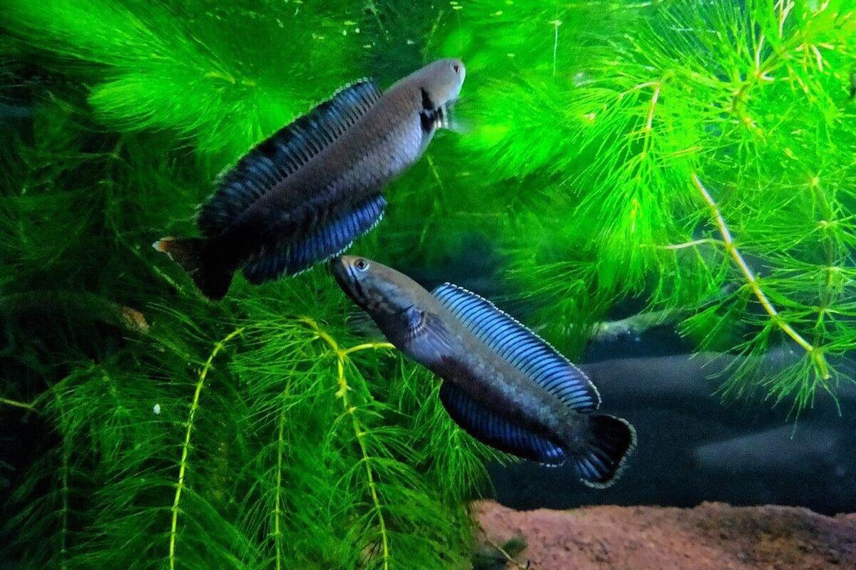 5 DÒNG CÁ LÓC CẢNH GIÁ BÌNH DÂN DÀNH CHO NGƯỜI MỚI BẮT ĐẦU