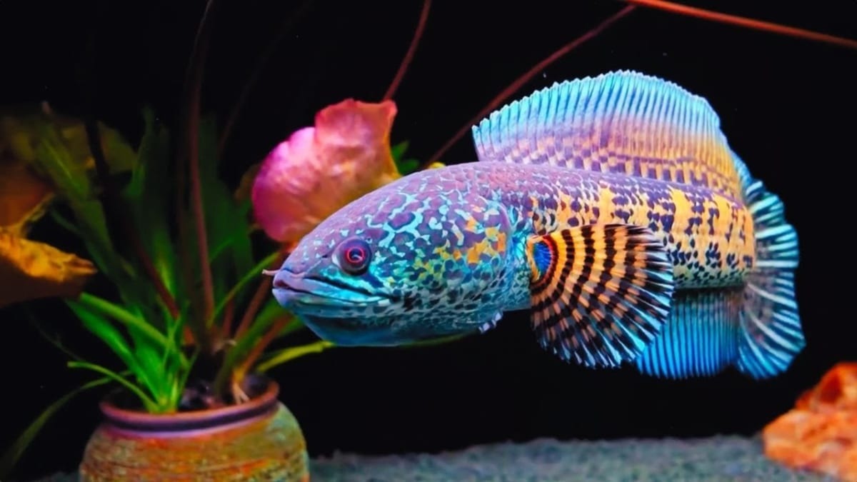 CÁ LÓC NỮ HOÀNG, DÒNG CÁ LÓC CẢNH ĐẮT TIỀN SIÊU ĐẸP