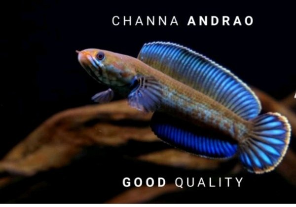 CHANNA ANDRAO – Cá Lóc Cầu Vồng Vây Xanh