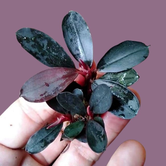 MỘT SỐ DÒNG BUCEP ĐẸP BÌNH DÂN DỄ CHƠI